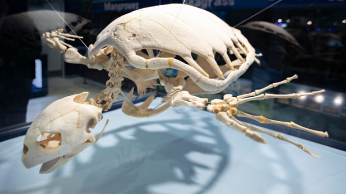 Discovery of a new Giant Sea Turtle that Lived Millions of Years Ago