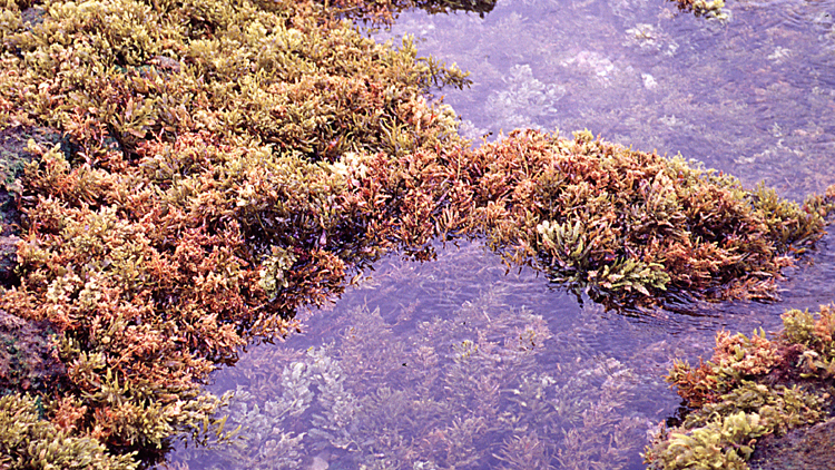 Washed Up Seaweed Called Sargassum Could Cause Harm